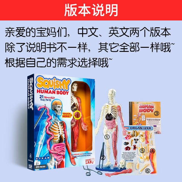 American smartlab human organ model science STEM educational children's ...
