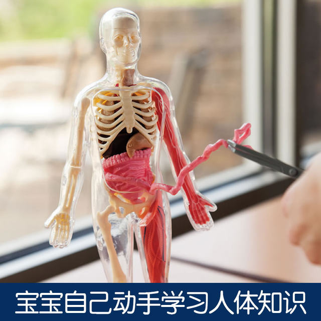 American smartlab human organ model science STEM educational children's ...