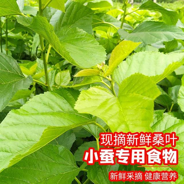 Fresh Mulberry Leaves, Small Silkworms, Tender Mulberry Leaves ...