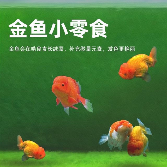 yeelanshou velvet algae short velvet algae spores green algae fish tank ...