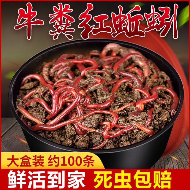 Live earthworm bait, fresh red worm fishing bait, crucian carp, carp ...