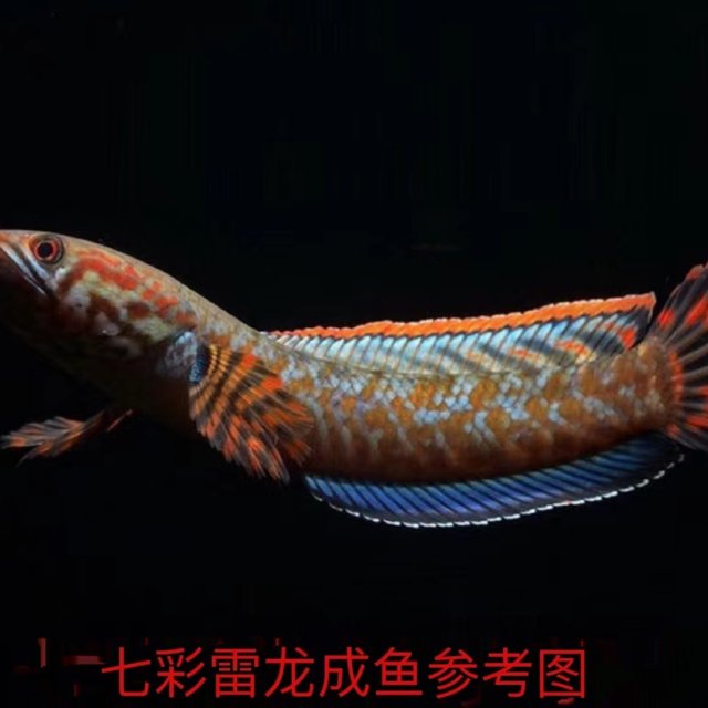 Wine-red Thunder Dragon Fish Tropical Ornamental Fish Small and ...