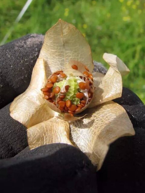 Hot hand rub ice powder raw material ice powder seed bean jelly seed ...