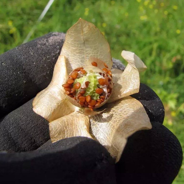 Hand-kneaded ice powder raw material ice powder seeds jelly seeds 1500g ...