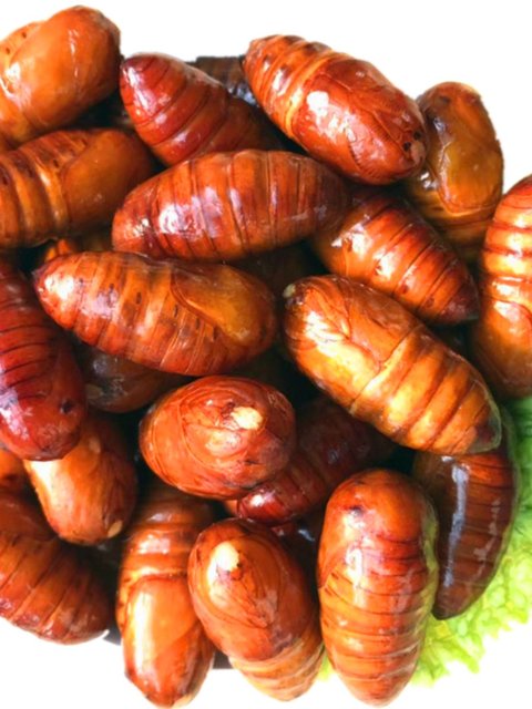 Freshly frozen silkworm chrysalises, Northeast specialty cicada ...