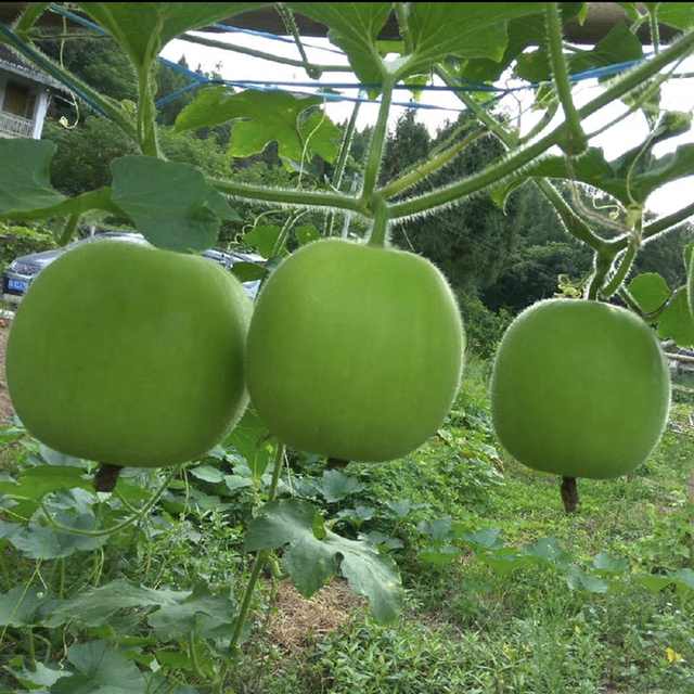 Taro small winter melon seeds high yield thick meat mini winter melon ...