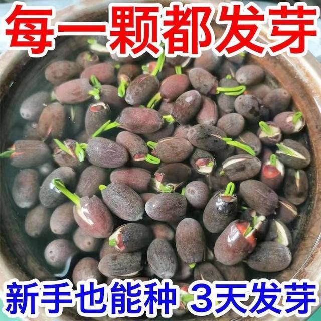 Colorful bowl of lotus hydroponic plants lotus potted plants have ...