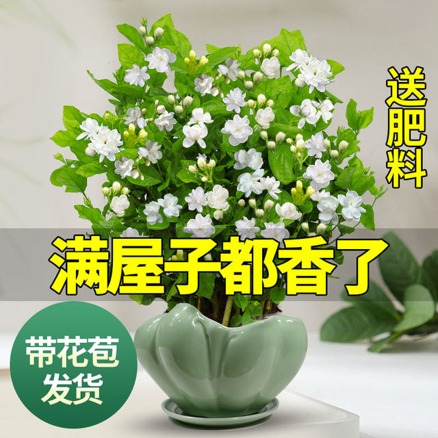 Jasmine seedling potted plant with bud Jiulixiang old pile mosquito ...