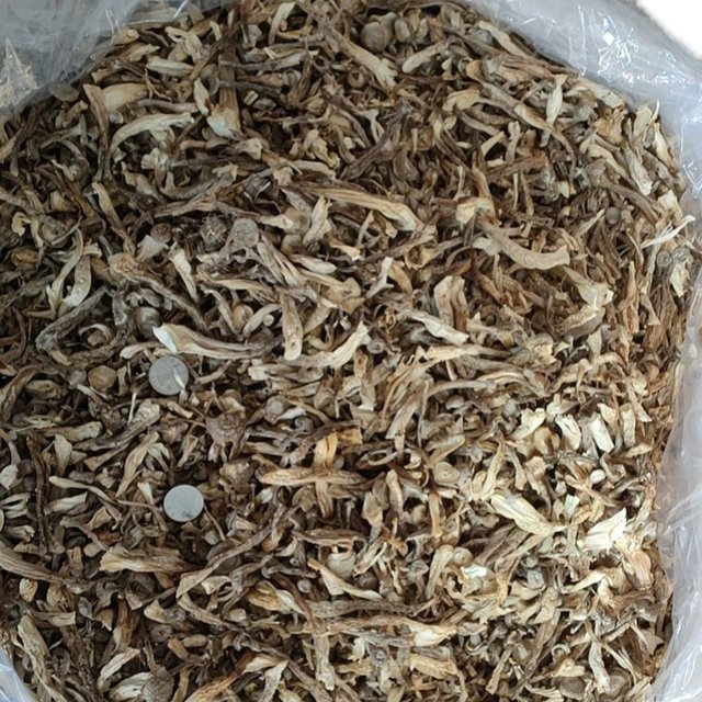 Gutian Deer Antler Mushroom Crushed Dried Products Pure Mushrooms Pure ...
