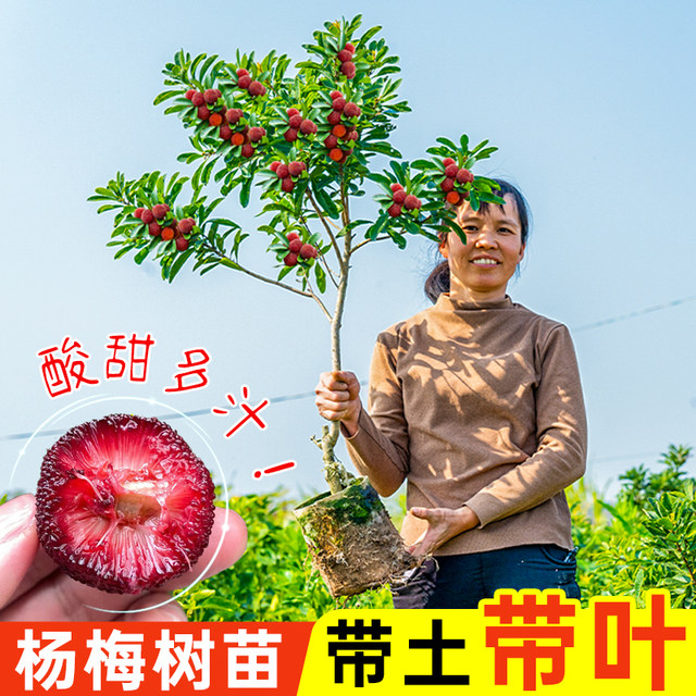 Yangmei tree saplings black charcoal Dongkui Yangmei extra large ...