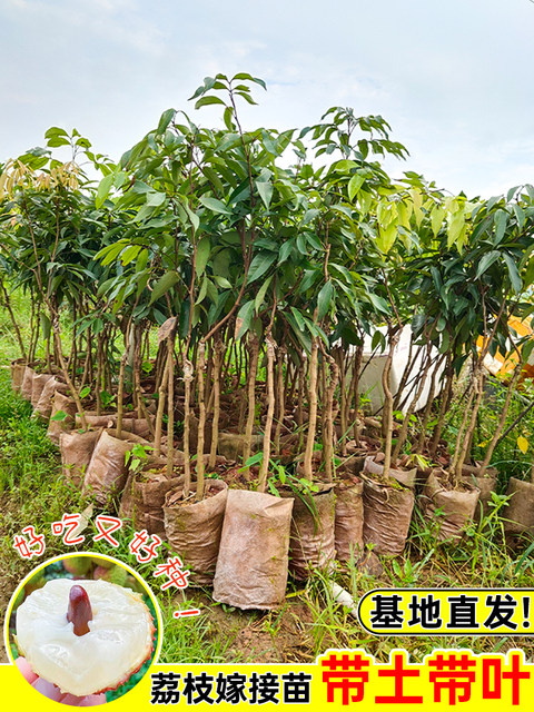 Seedless lychee saplings, Guiwei lychee seedlings, Concubine Xiaobing ...