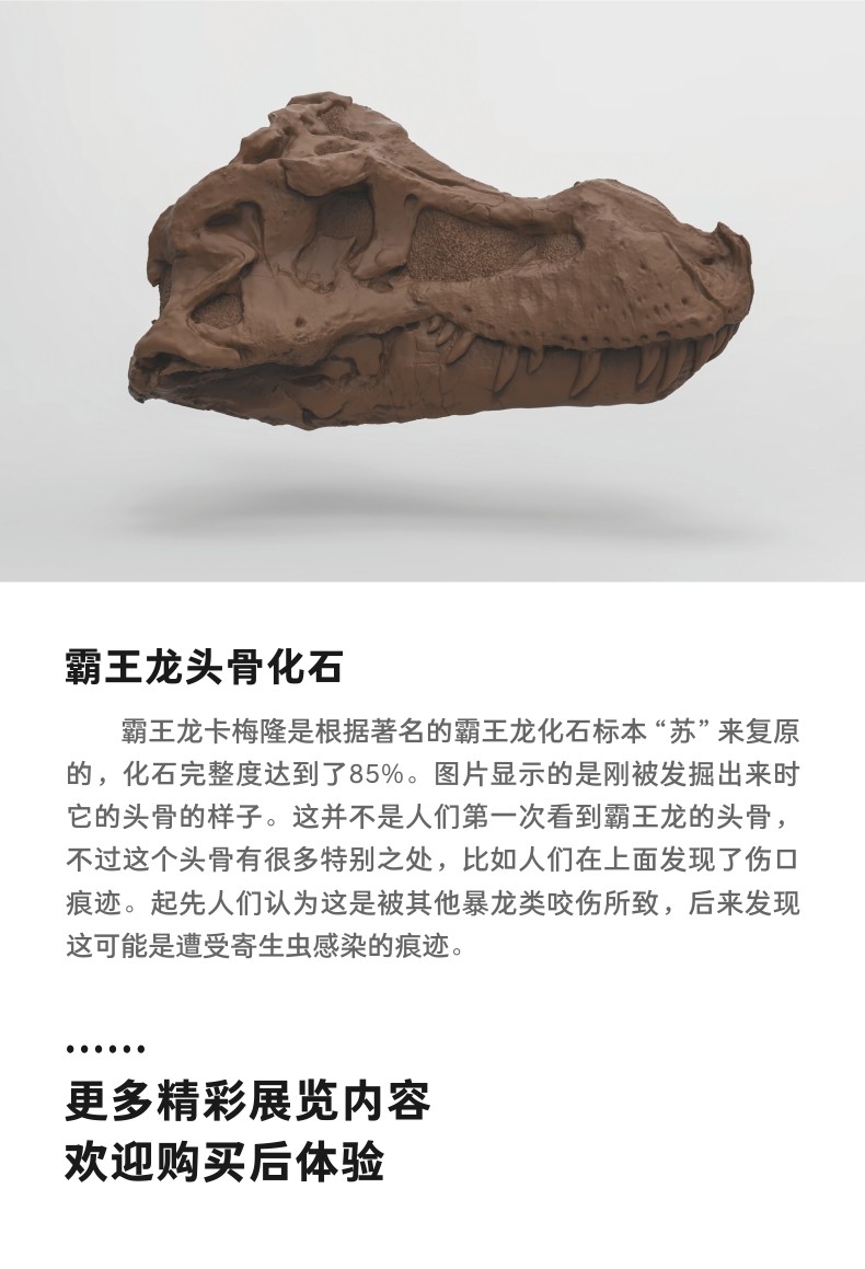 Pnso Nouveau Tyrannosaurus Rex Cameron Avec Tyrannosaurus Skull ...