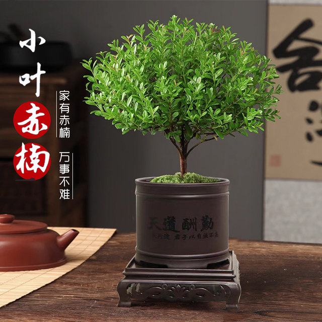 Small-leaf red nan old pile potted bonsai mini plants indoor flowers ...