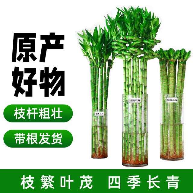 Water-Grown Lucky Bamboo, Fortune Bamboo, Curved Bamboo, Dragon Bamboo ...