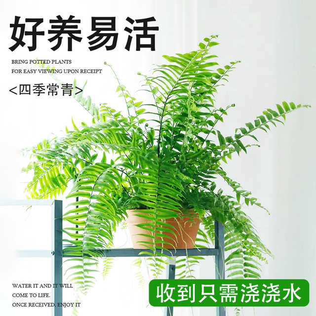 Overlord fern potted Boston large pot with long vine leaves hanging ...