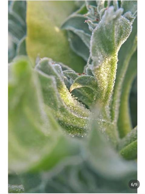 Crystal ice vegetable seeds balcony potted vegetable seeds Daquan four ...