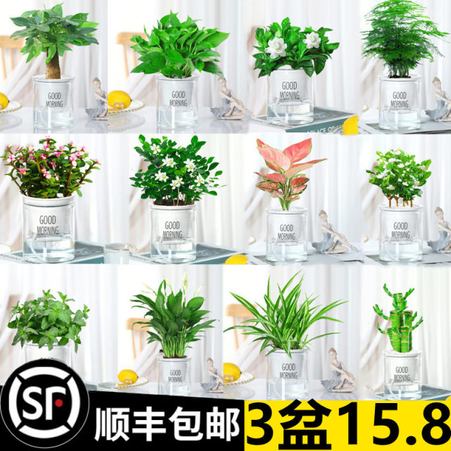Hydroponic plant green radish rich tree succulent flowers green plants ...