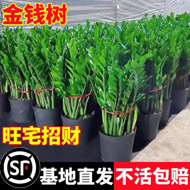Money tree potted plants indoor living room green plants easy to grow ...
