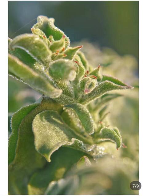 Crystal ice vegetable seeds balcony potted vegetable seeds Daquan four ...