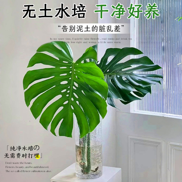 Monstera deliciosa hydroponic plant indoor easy to grow green plant old ...