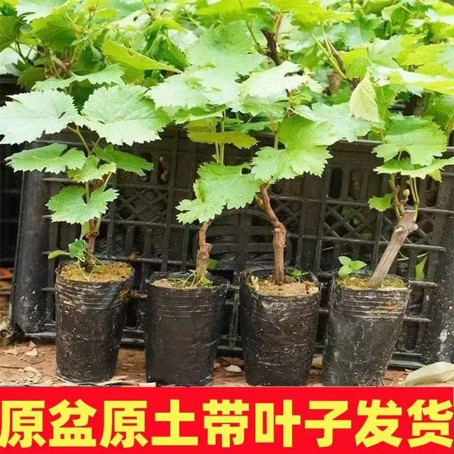 Grape saplings sunshine rose sapphire patio patio planting fruit trees ...