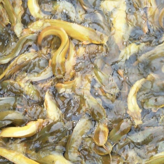 Local pond bream bearded catfish fry pond corner fish fry earth pond ...