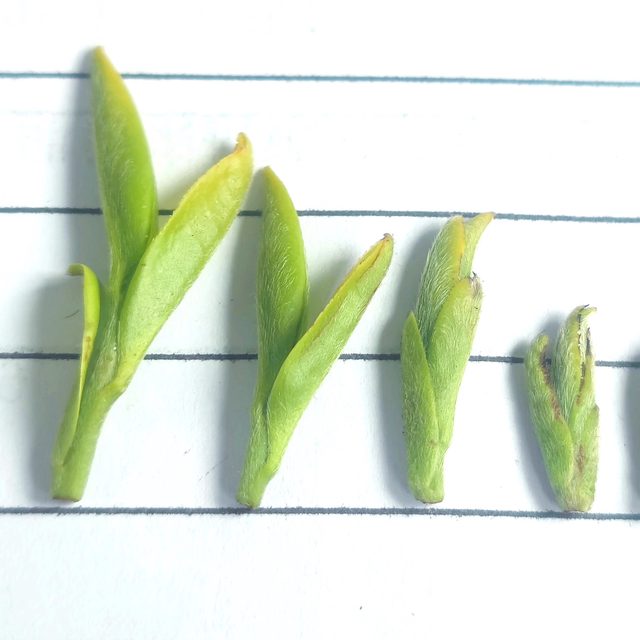 Yongchuan Xiuya 2024 New Tea Green Tea Special Grade Mingqian Tea ...