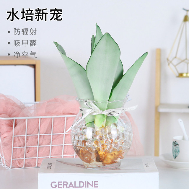 Hydroponic white magnolia tiger orchid small potted plant is easy to ...