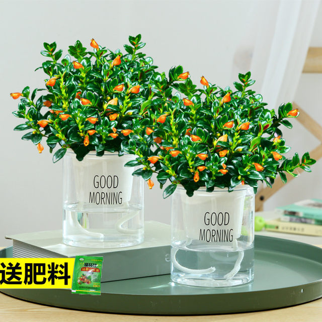 Goldfish Flower Steal Orchid Potted Office Four Seasons Four Seasons ...