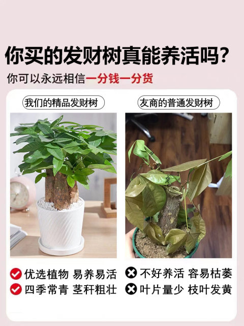 Money tree indoor small potted green plants flowers hydroponic plants ...