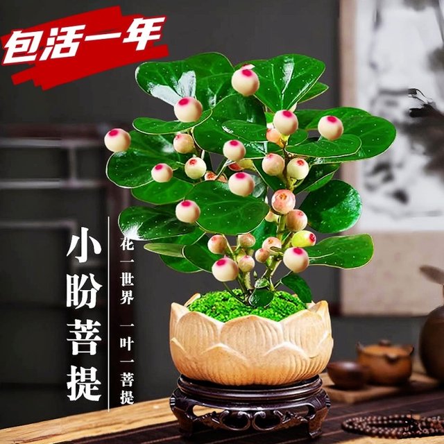 Xiaopan Bodhi bonsai with fruit Bodhi tree bonsai Chinese Zen table ...