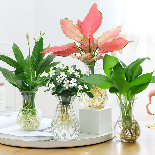 Green Luo Fortune Tree Multi -meat Potted Plant Hydroponic Flower ...