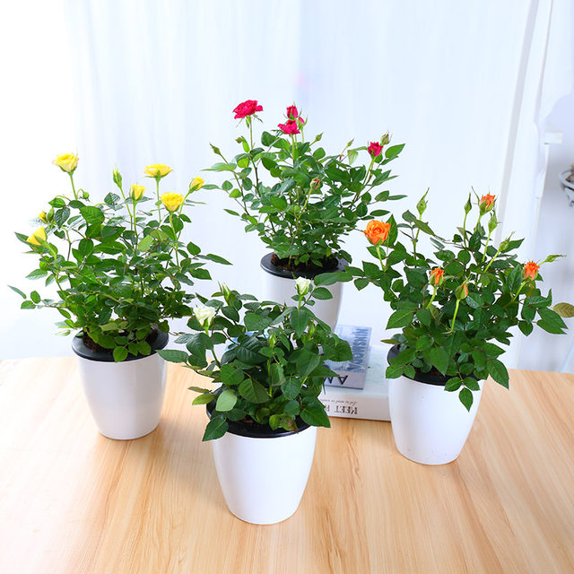 Mini small rose potted plant Ouyue flowering green plants High-value ...