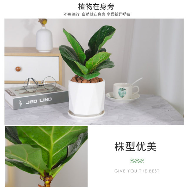Nordic style ins piano leaf fig small potted indoor shade-tolerant ...