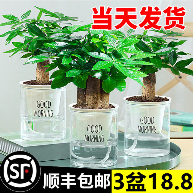 Money tree small potted flowers and green plants in the office ...