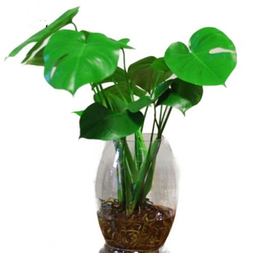 Foliage plant Monstera deliciosa hydroponic aquatic indoor potted green ...