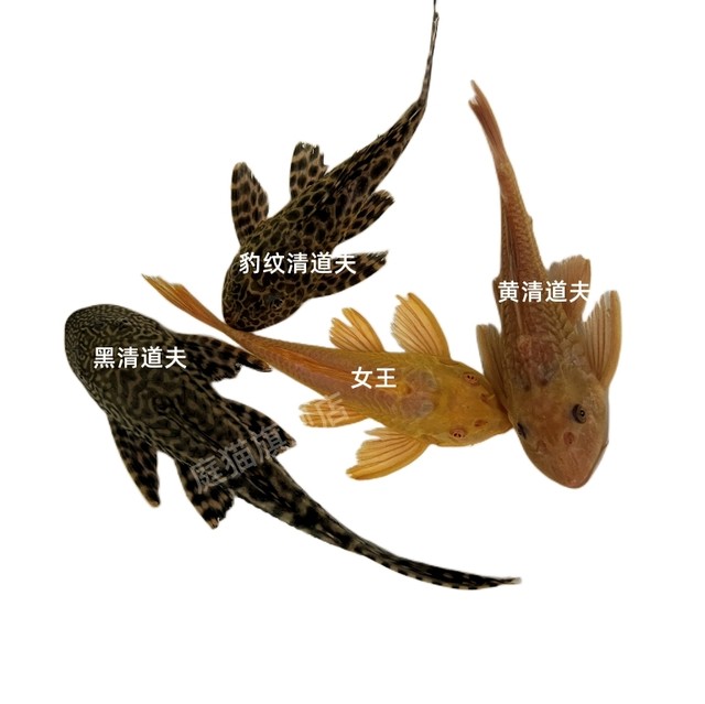 Freshwater garbage fish tropical fish scavenger fish red-eyed queen ...