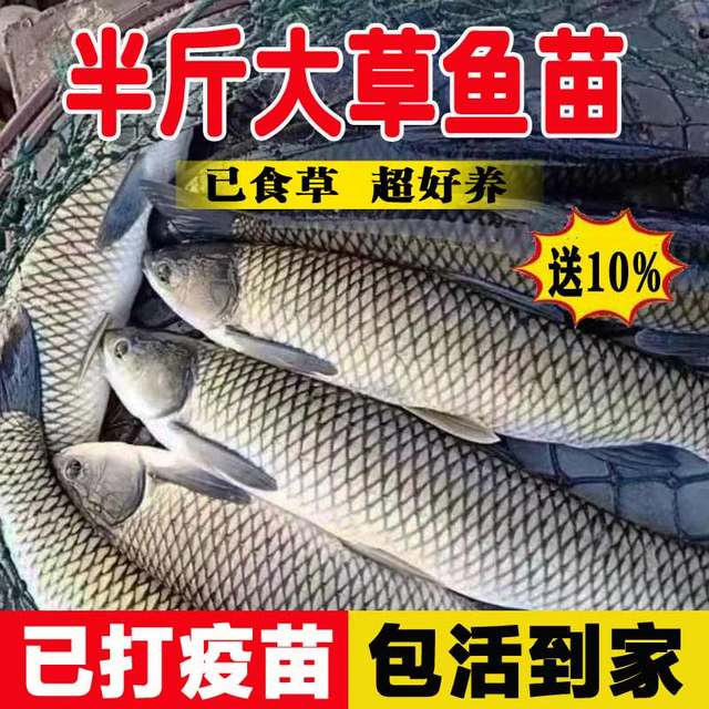 Large grass carp fry freshwater aquaculture edible Anhui fish very ...