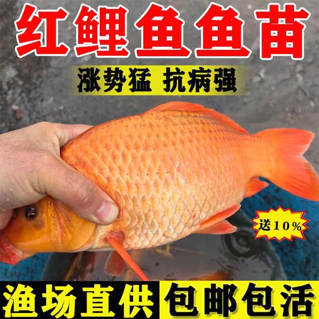 Red carp fry freshwater culture edible live carp fry Dahongxingguo carp ...