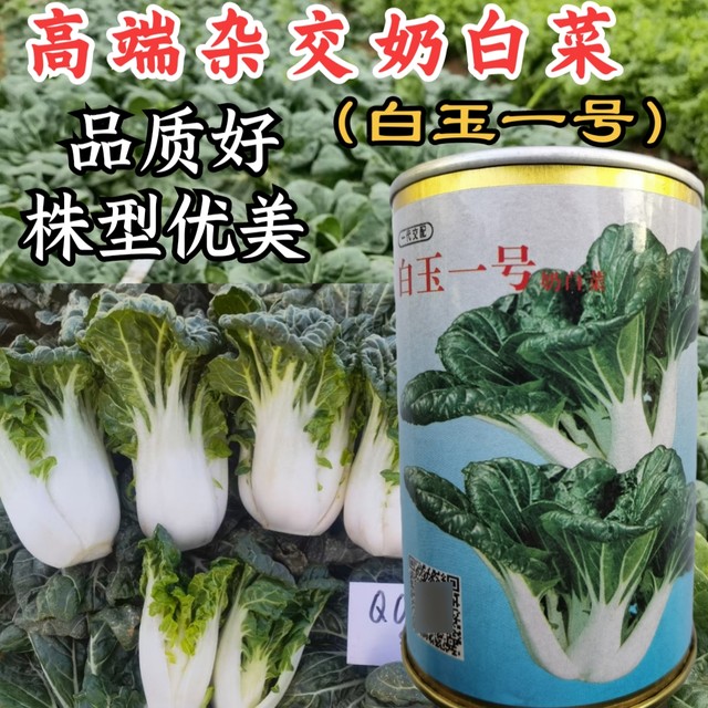 Baiyu No. 1 milk cabbage seed hybrid heat-resistant and cold-resistant ...