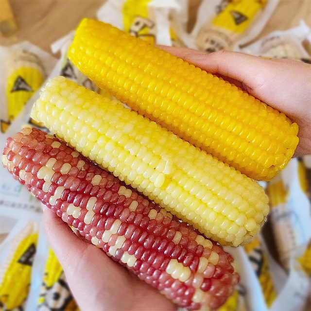 Fresh sweet waxy corn, soft and sticky for pregnant women, safe coarse ...