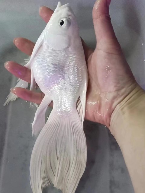 Taiwan butterfly carp sphere short body big fin long tail cold water ...