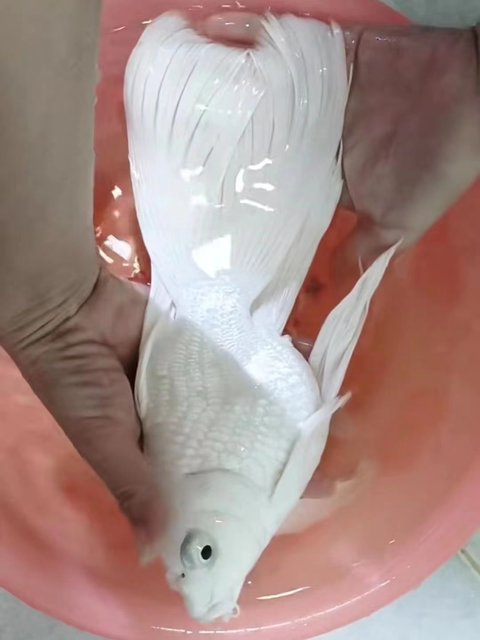 Taiwan butterfly carp sphere short body big fin long tail cold water ...