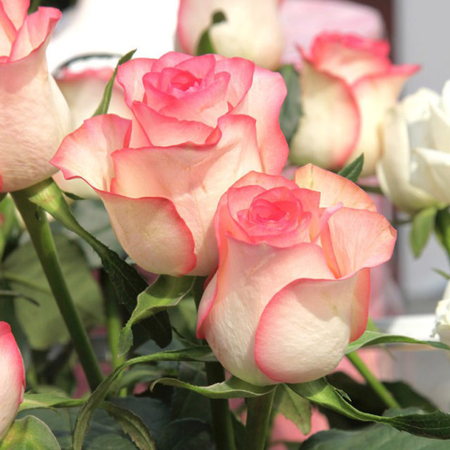 Big red rose rose flower seedlings potted old pile Corolla balcony ...