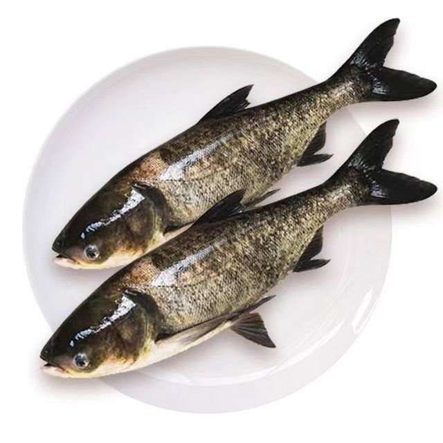 Silver carp fry freshwater culture edible big head fish fry silver carp ...