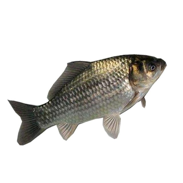 Crucian carp fry freshwater aquaculture edible extra large Zhongke No ...