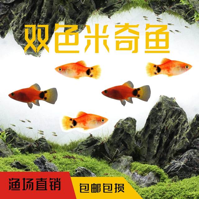 Mary fish viviparous fish gold and silver black ball tropical ...