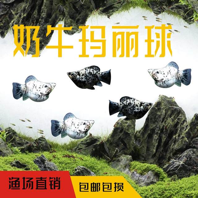 Mary fish viviparous fish gold and silver black ball tropical ...