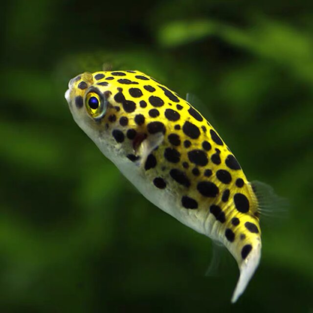 Big gold doll submarine green puffer fish chocolate doll zebra dog head ...