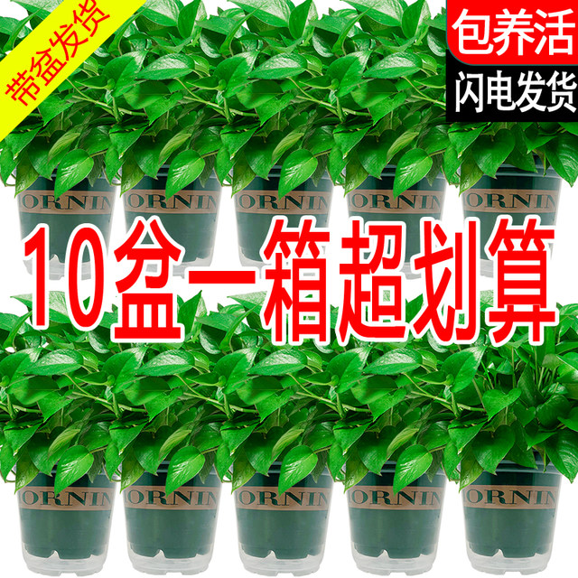 New room Green Looplasty Popular Room absorbs formaldehyde green ...